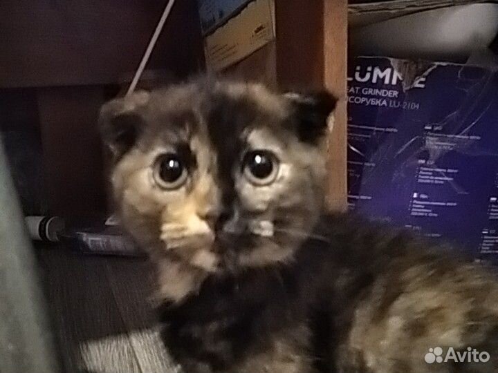 Американский кёрл