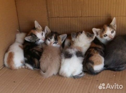 Котята трехцветные бесплатно 1 мес