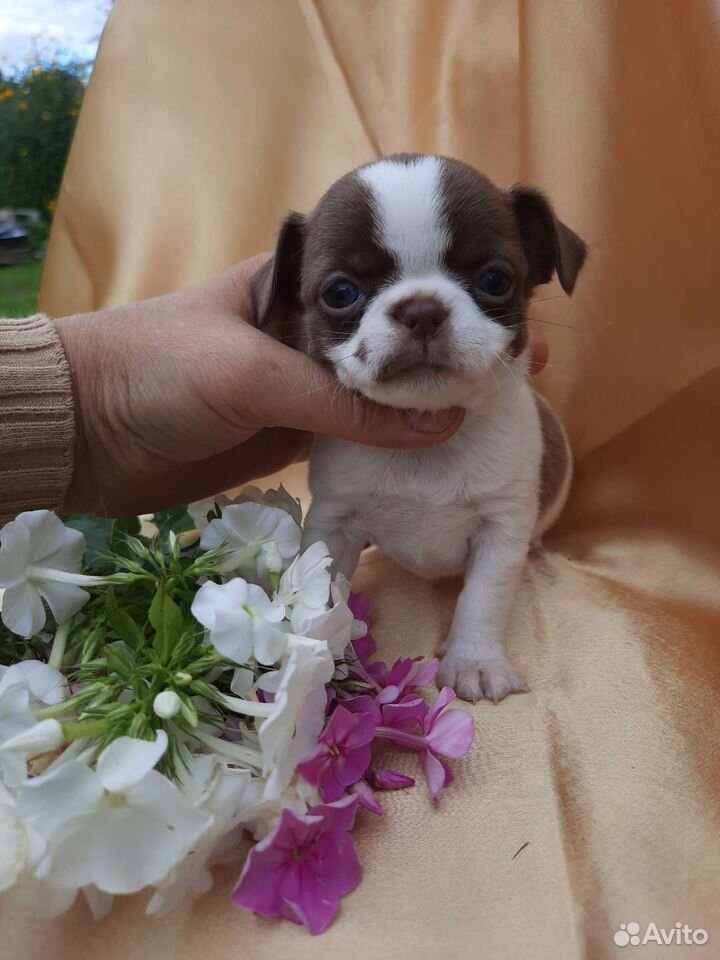 Собакасупер мини девочка