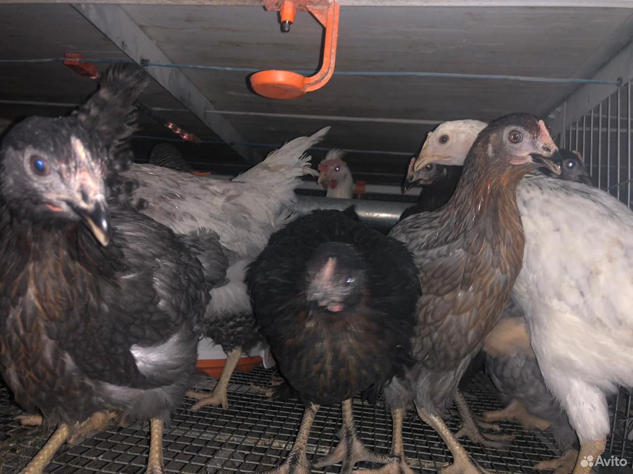 Куры оптом Молодки