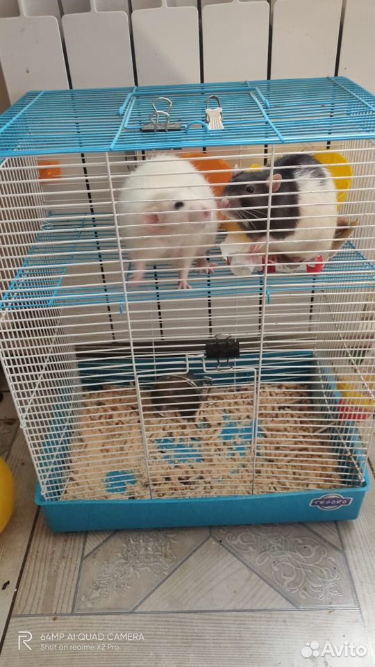 Крыскм Дамбо