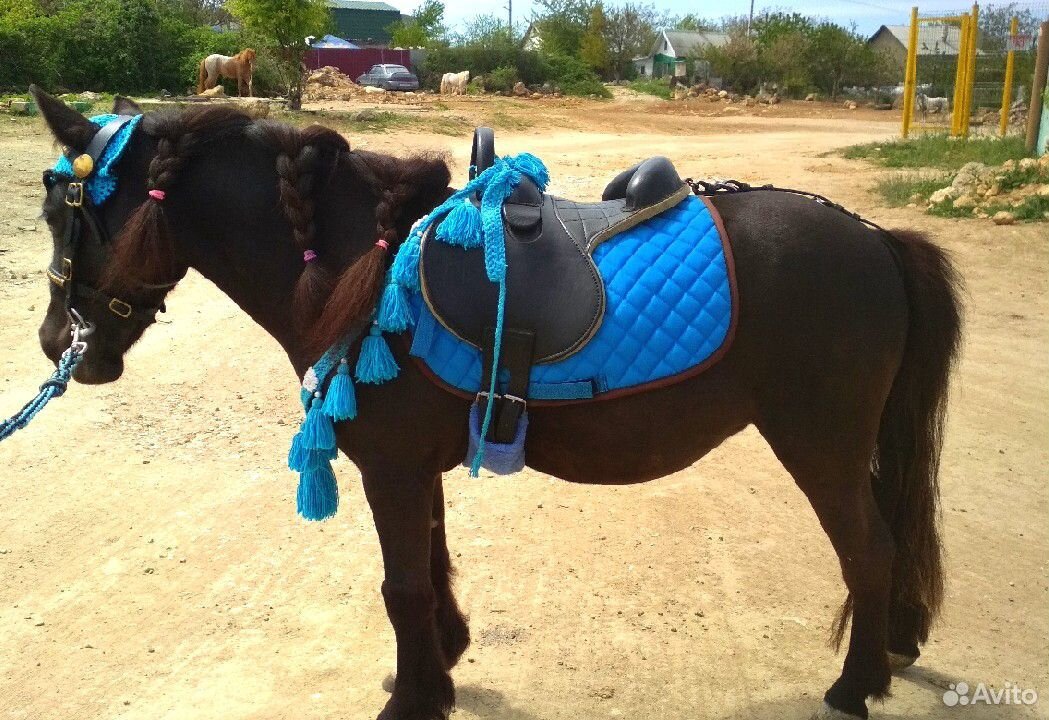 Продам кобылу пони