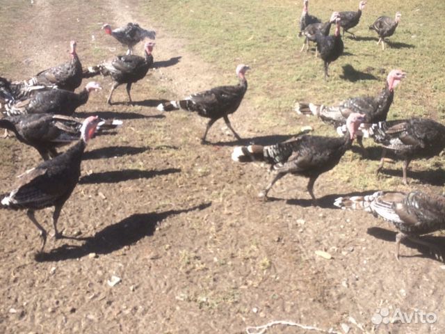 Индюки 4месяца