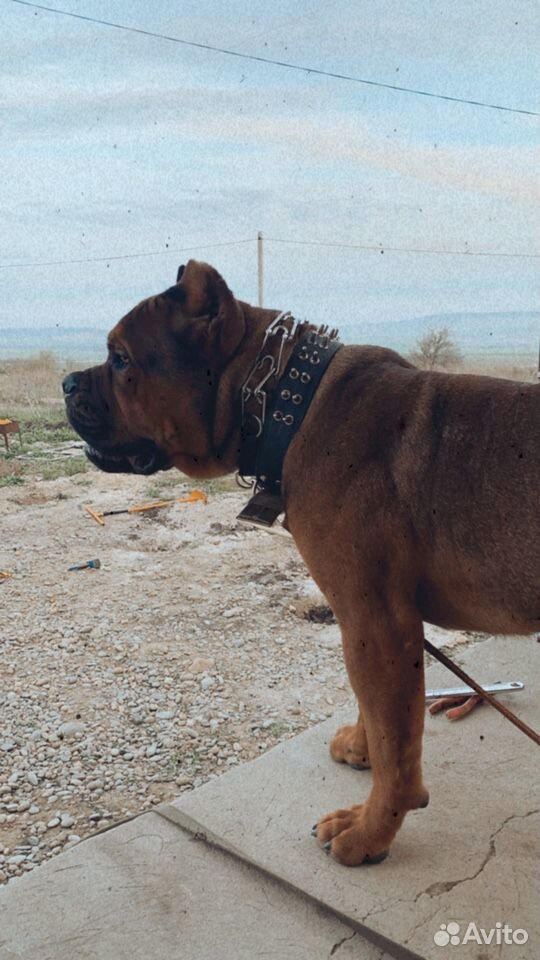 Вязка Кане Корсо