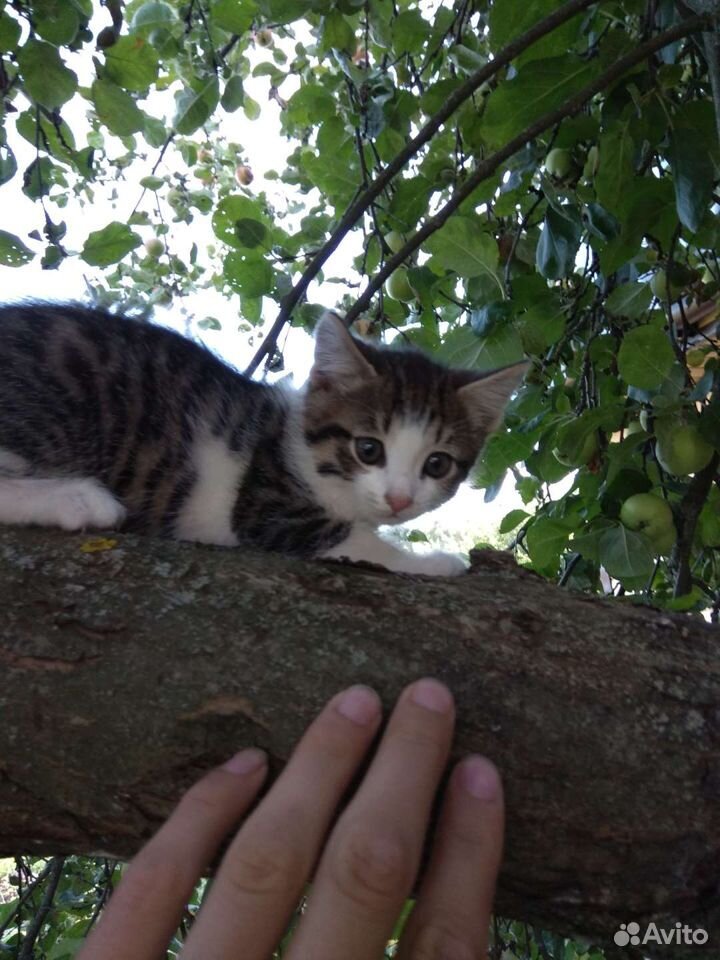 Котёнок Барсик