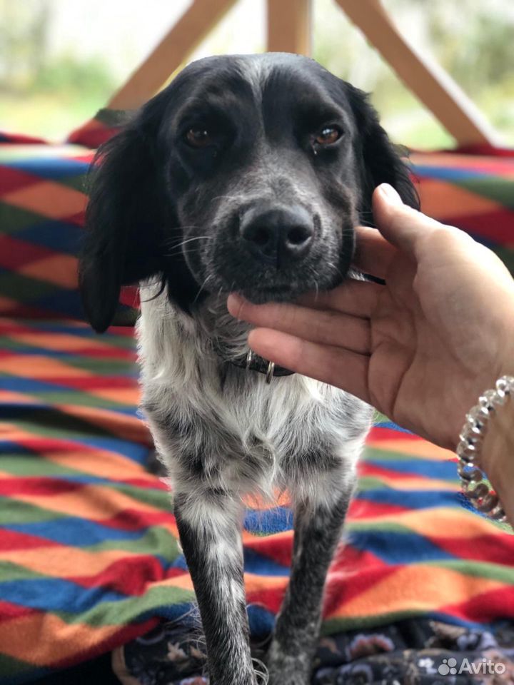 Спаниелька в добрые ручки