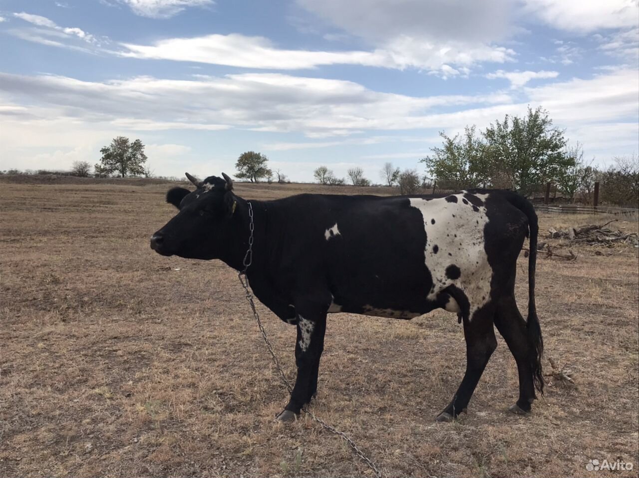 Корова с теленком