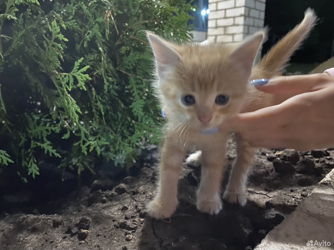 Котенок девочка в добрый руки