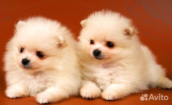 Щенок Шпица