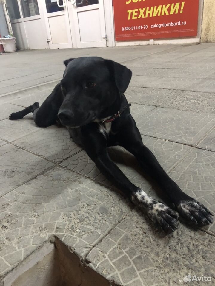 Собака, молодая девочка