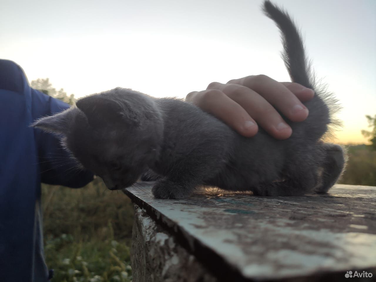 Отдам котенка