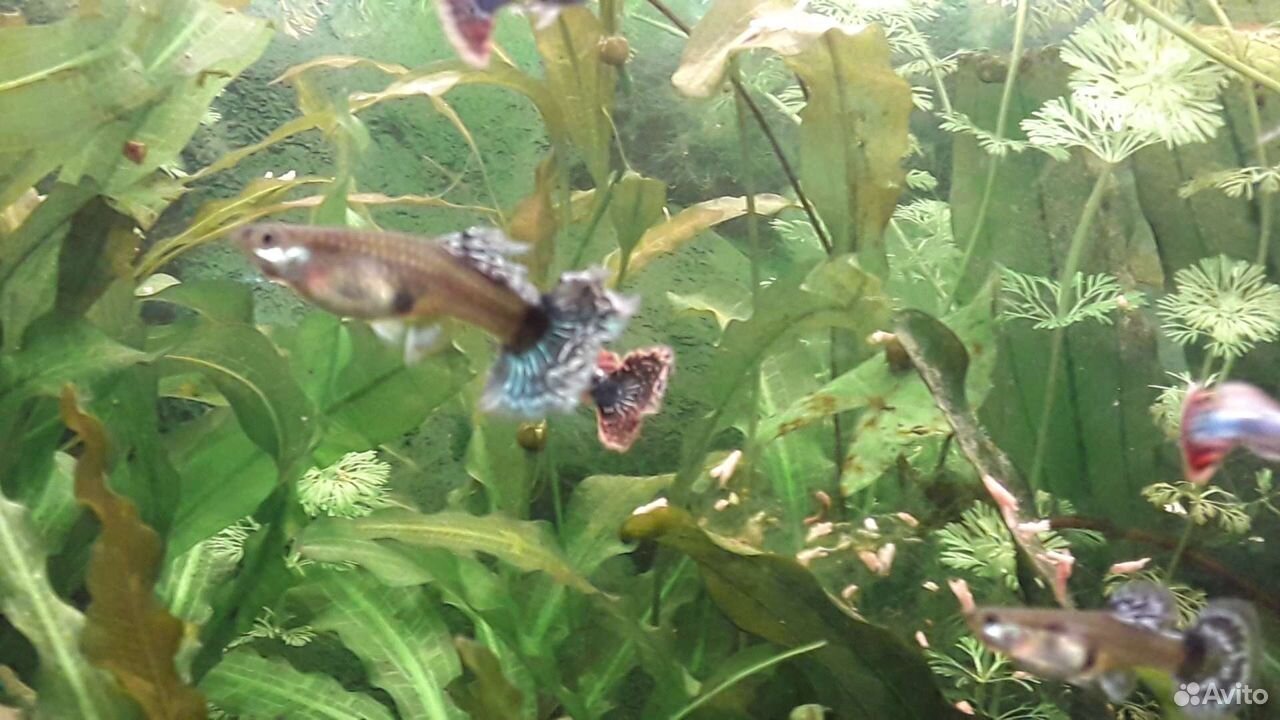 Рыба Гуппи слоновьи уши(чистая линия)