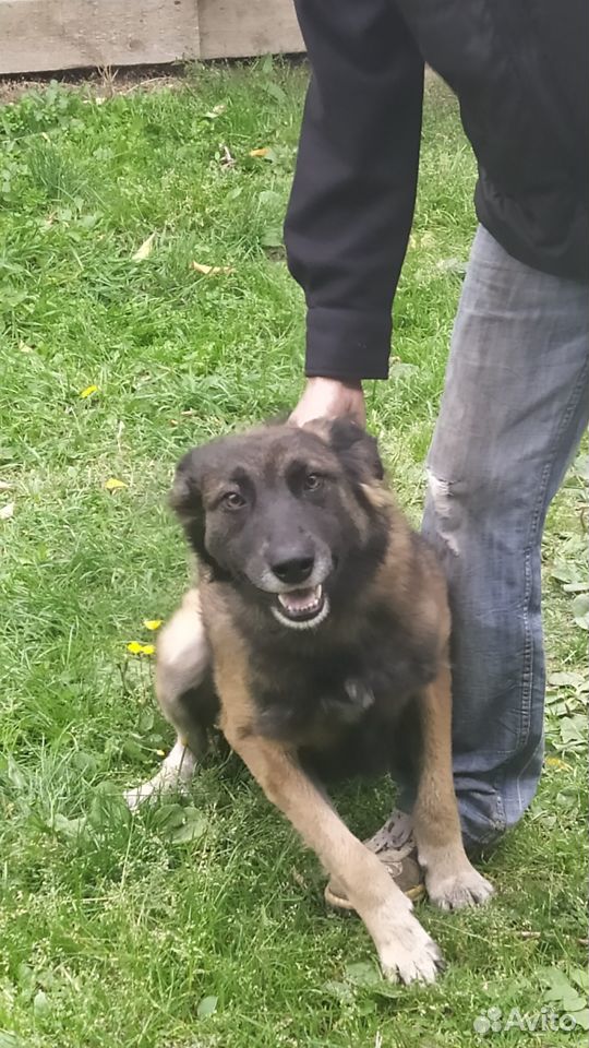 Сторожевой пёс