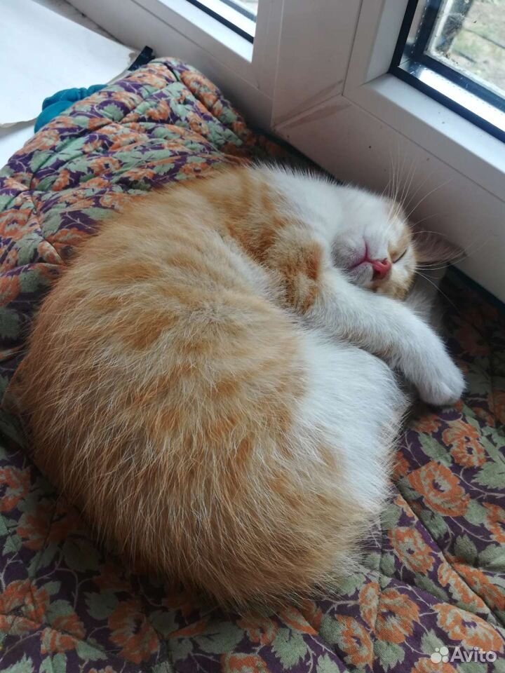 Кошка