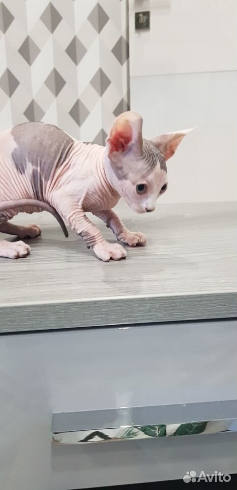 Канадский сфинксики