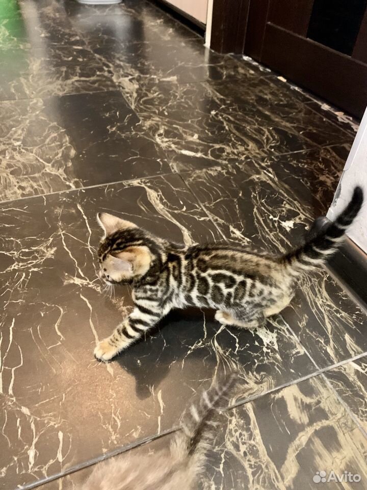 Бенгальские котята