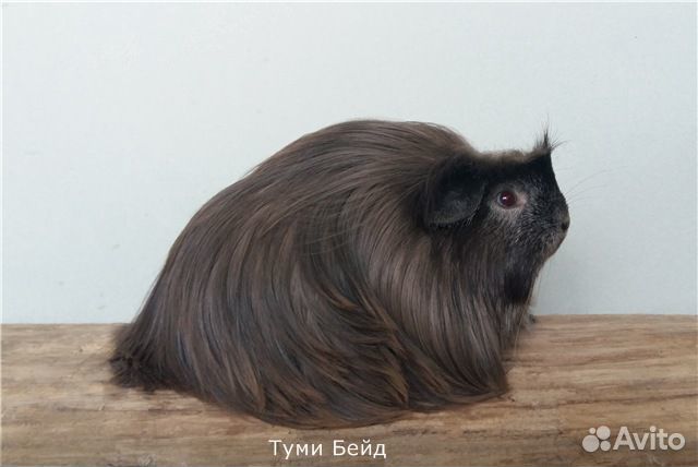 Морская свинка породы коронет
