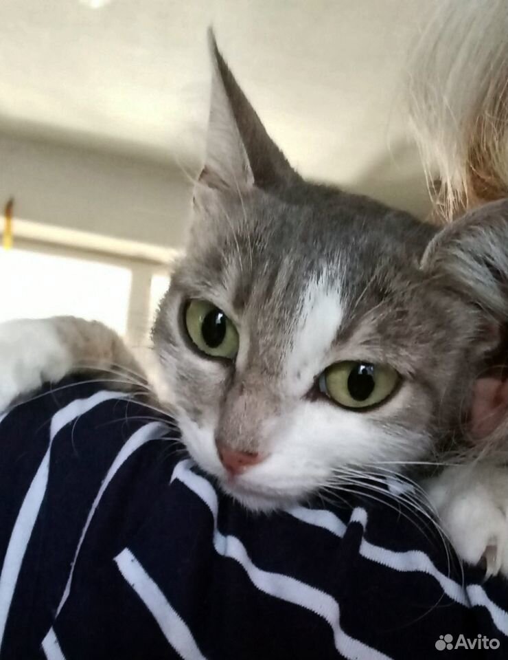 Прекрасная Зеленоглазка ищет семью