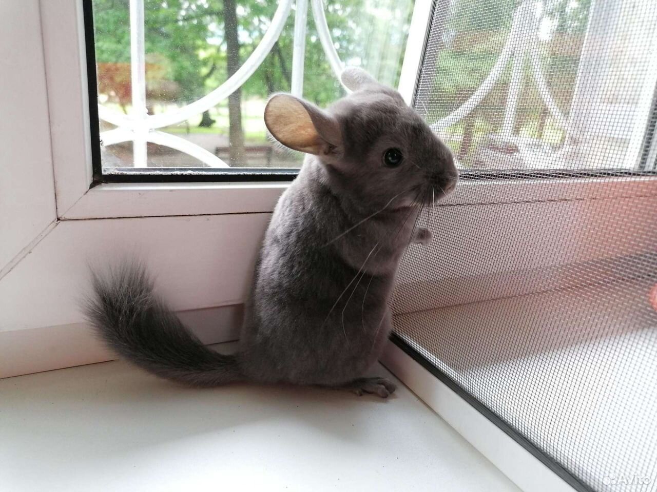 Шиншилла фиолет