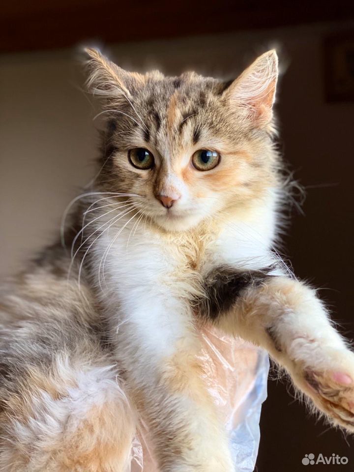 Малышка Симона ищет родителей