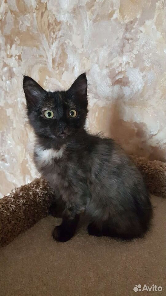 Котята черепахового окраса