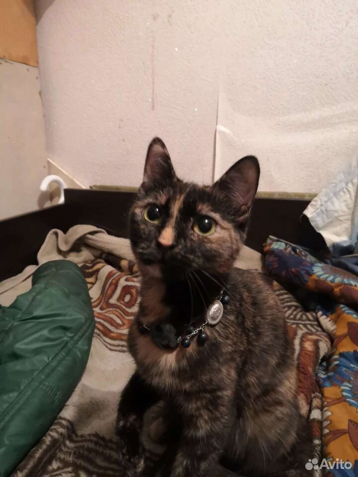 Кошка отдам в добрые руки