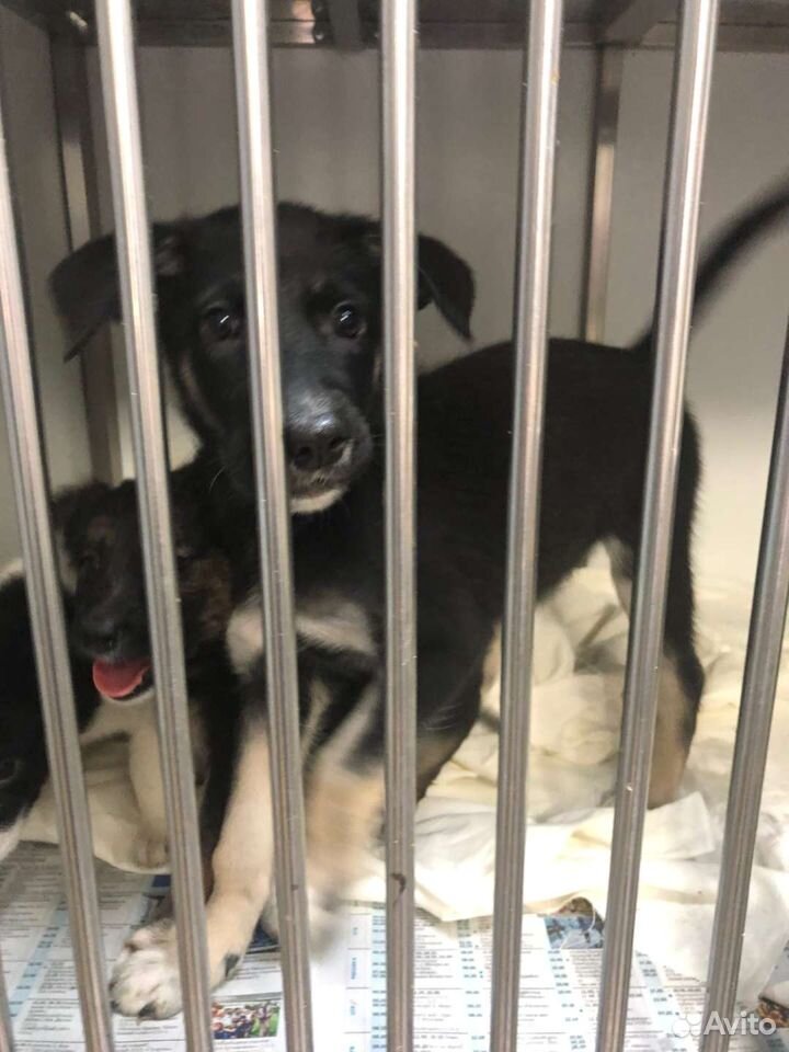 Отдадим в хорошие и ответственные руки