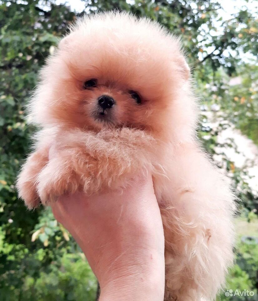 Мини померанский шпиц