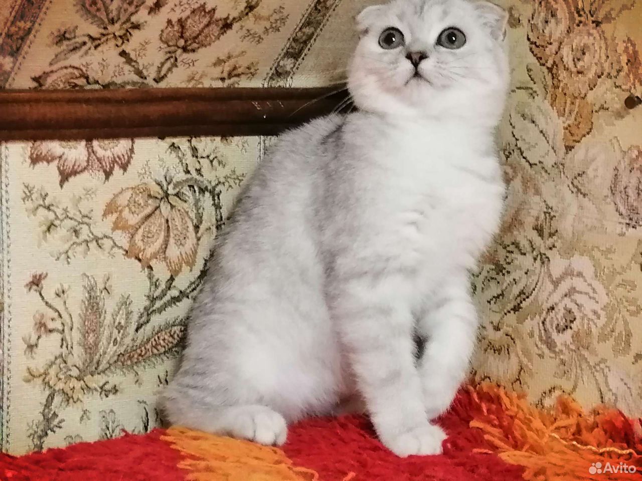 Шотландская кошка