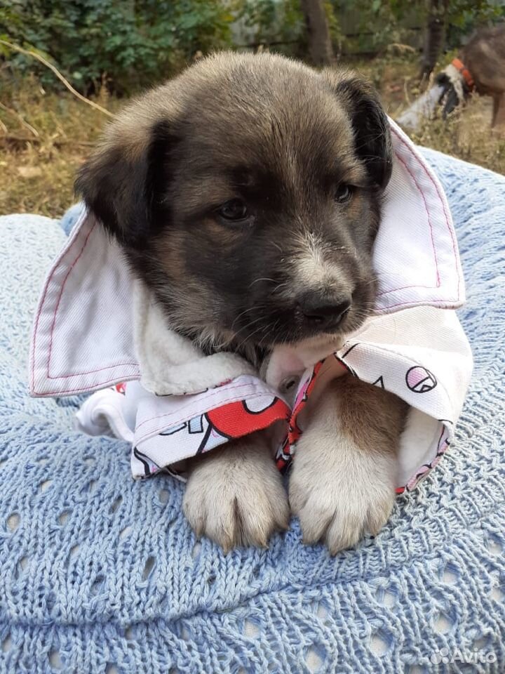 Щенок Барон