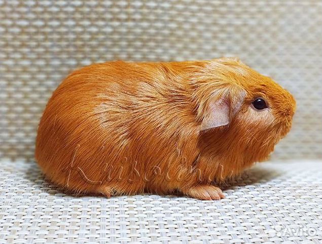 Свинка морская золотой селф самка