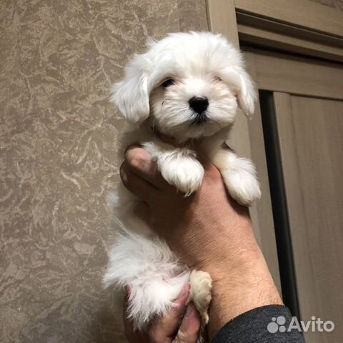 Мальтезе мальчик