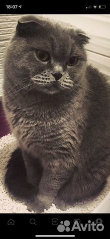 Кошка на вязку