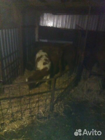 Скот разный