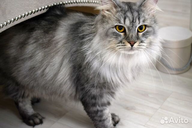 Котик из приюта ищет дом