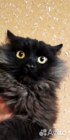 Чья красавица на Рогожникова.ищу прежних/новых хоз