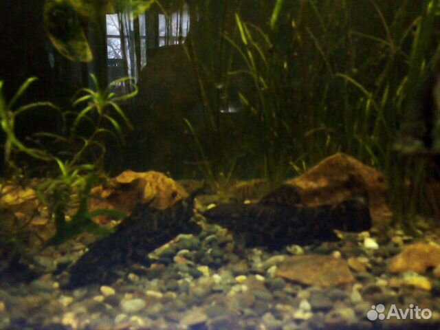 Сомы 2штуки таракоты