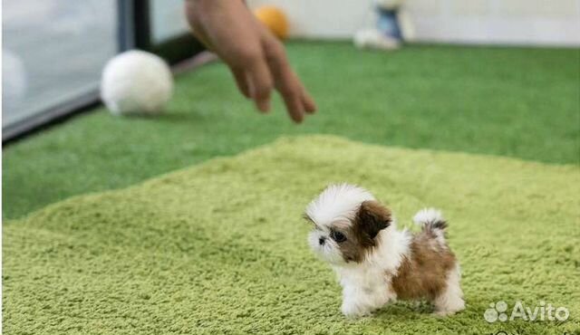 Минюшные Эксклюзивные детки