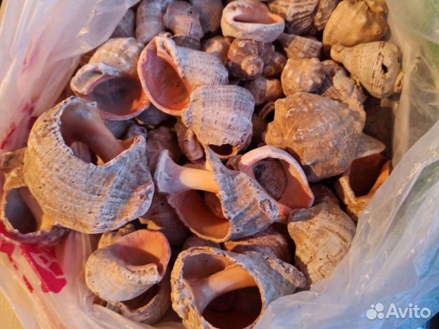 Наполнение для аквариума ракушки с моря