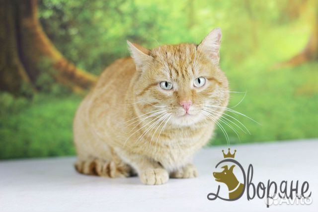 Ласковый котик Блинчик