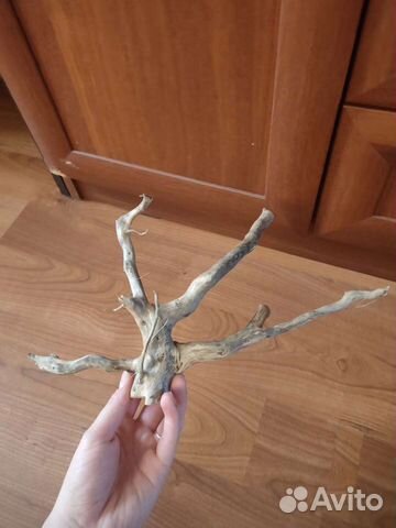 Коряга, кондиционеры, корм