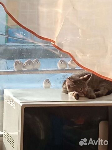 Отдам котенка, которого любят воробьи