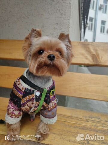 Мальчик для случки. Здоровый, красивый, породистый