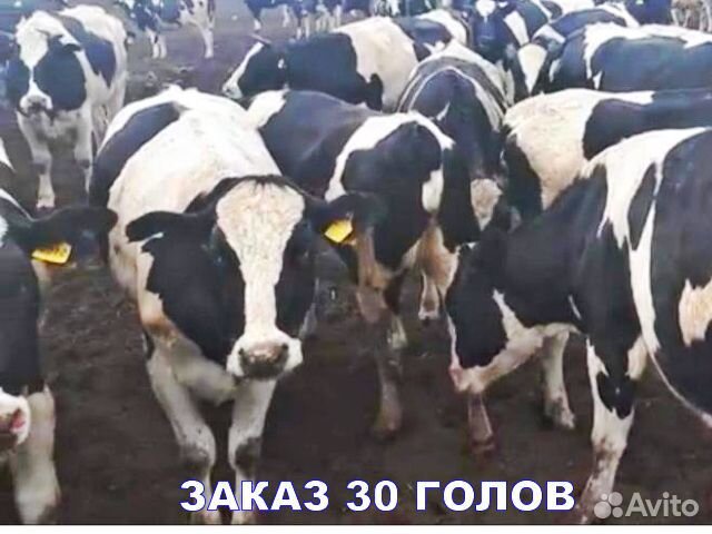 Нетели телки породные племенные