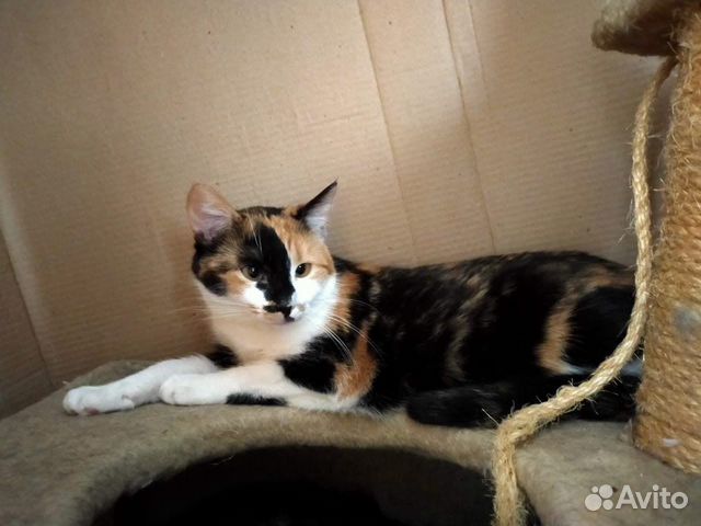Котенок-подросток