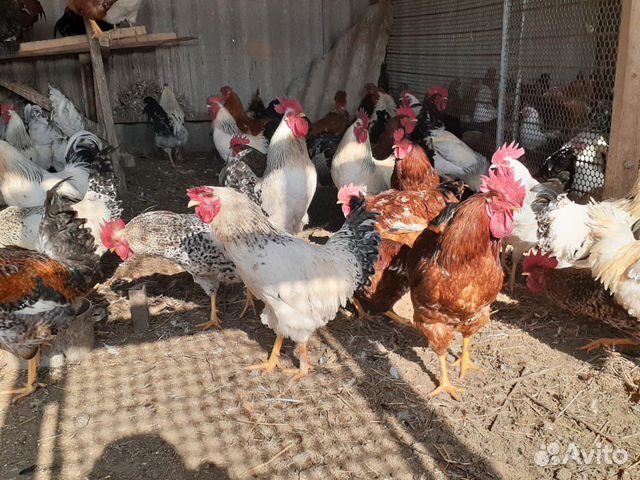 Петухи и Куры Домашние цветныеиндоутки,Индейки,Гус