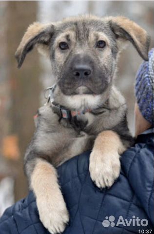 Веселая умница будет небольшая