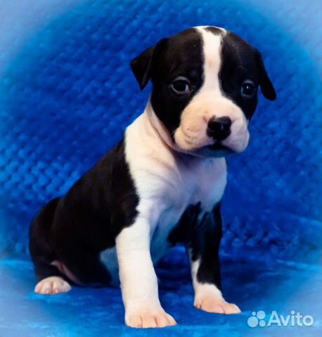 Стаффордширский терьер