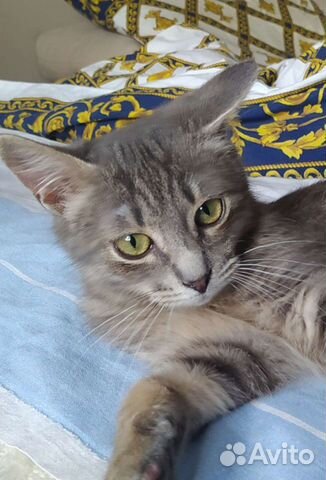 Котёнок мальчик