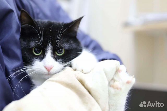 Кот бесплатно